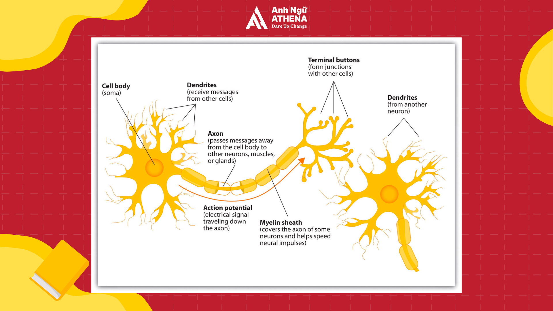 Giải đề IELTS Writing Task 1 Neuron thần kinh kèm từ mới